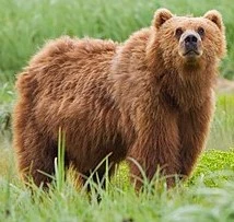 Bear | The Anglish Moot | Fandom