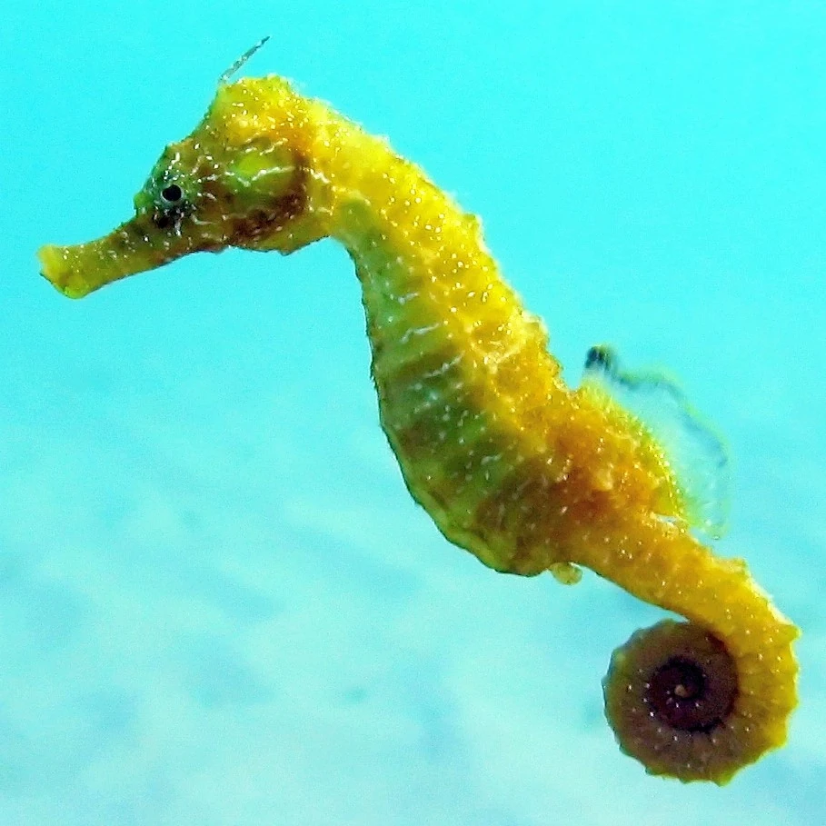 Seahorse | The Anglish Moot | Fandom