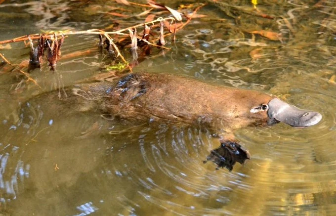 Duckmole | The Anglish Moot | Fandom