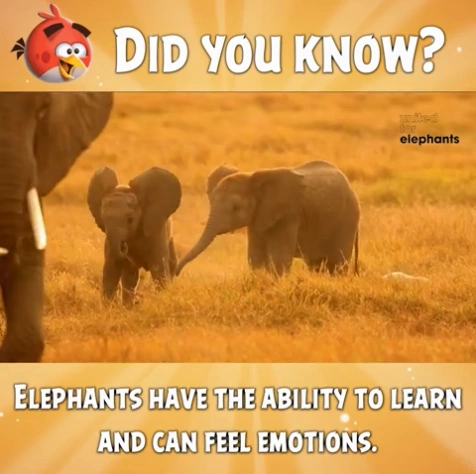 Elephant Day Tournament | Angry Birds Wiki | Fandom