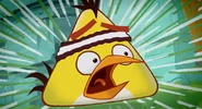 Chuck Time | Angry Birds Wiki | Fandom