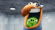 Harvey | Angry Birds Wiki | Fandom