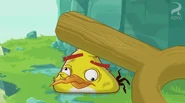 Chuck Time | Angry Birds Wiki | Fandom