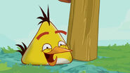 Chuck Time | Angry Birds Wiki | Fandom
