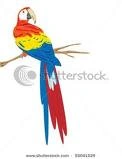 Macaw | Angry Birds Fanon Wiki | Fandom
