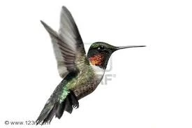 Humming Bird | Angry Birds Fanon Wiki | Fandom