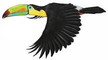 Toucan | Angry Birds Fanon Wiki | Fandom
