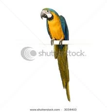 Macaw | Angry Birds Fanon Wiki | Fandom