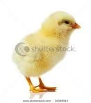 Chick | Angry Birds Fanon Wiki | Fandom