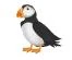 Puffin | Angry Birds Fanon Wiki | Fandom
