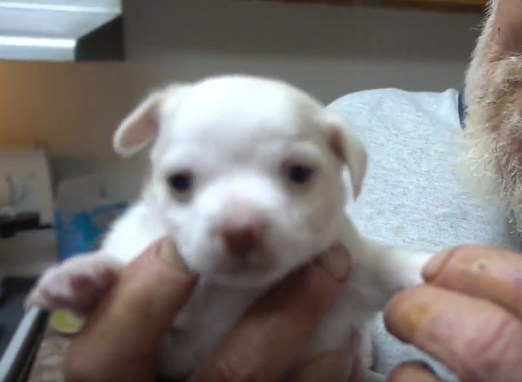 Aunt Maude | Angry Grandpa Wiki | Fandom