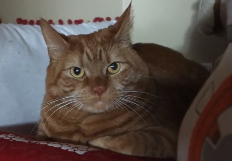 Felix | Angry Grandpa Wiki | Fandom