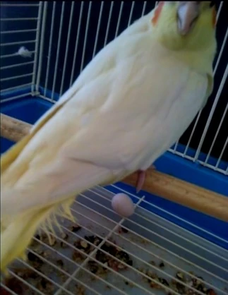 Elvis (Bird) | Angry Grandpa Wiki | Fandom