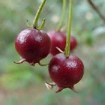 Ugni | Wiki Animais e Frutas | Fandom