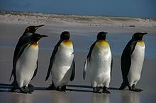 Pinguim | Wiki Animais e Frutas | Fandom