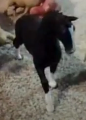 Bartholomew Graham | Animal Adventurers Wiki | Fandom