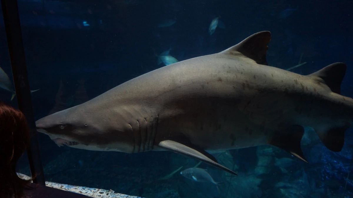 Shark | Animal Alphabet Wiki | Fandom