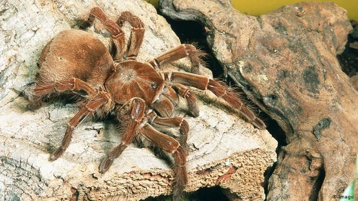Goliath birdeater | Animal Wiki | Fandom