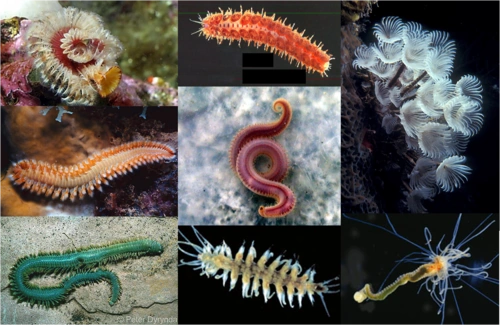 Annelids | Animal Wiki | Fandom