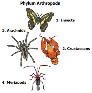 Arthropods | Animal Wiki | Fandom