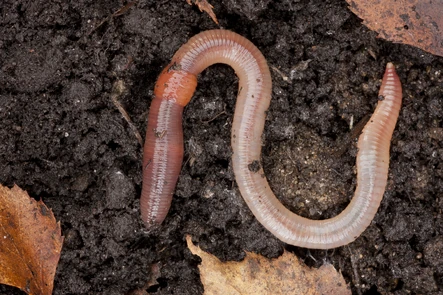Common earthworm | Animal Wiki | Fandom