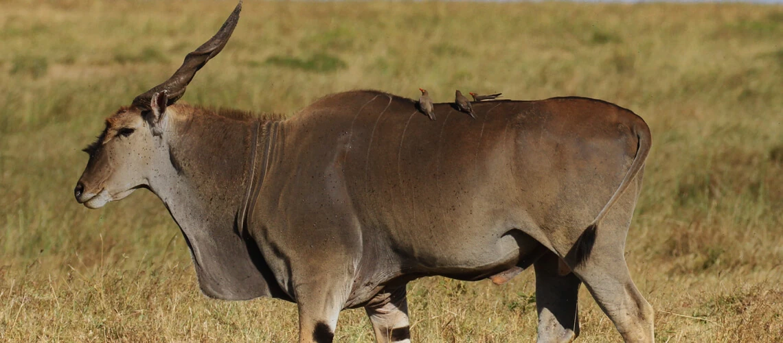 East African Eland | Animal Atomizer Wiki | Fandom