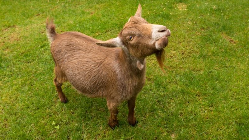 Pygmy Goat | Animal Atomizer Wiki | Fandom