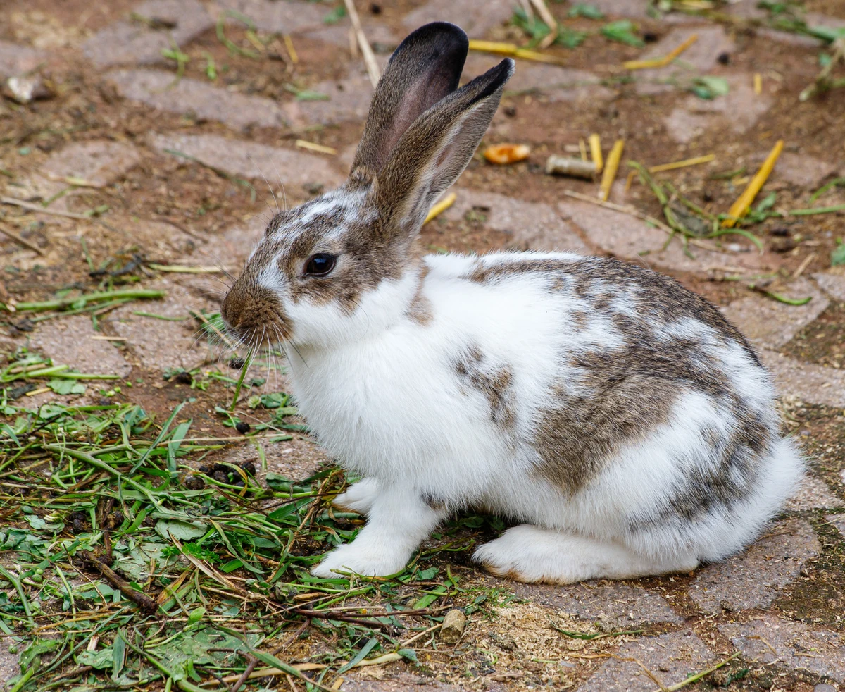 Domestic Rabbit | Animal Atomizer Wiki | Fandom