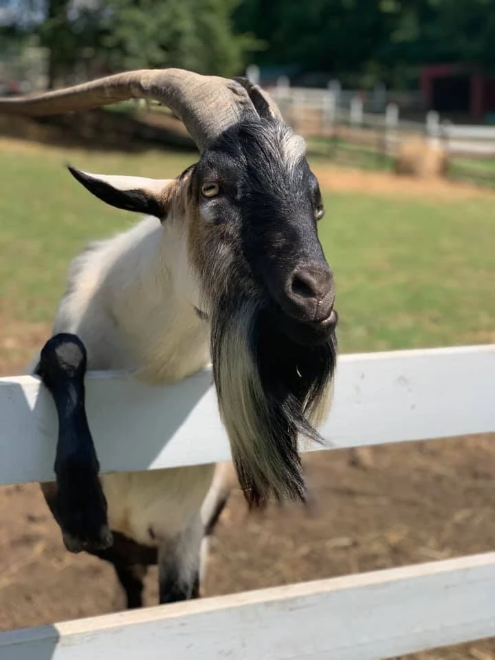 Billy Goat | Animal Atomizer Wiki | Fandom