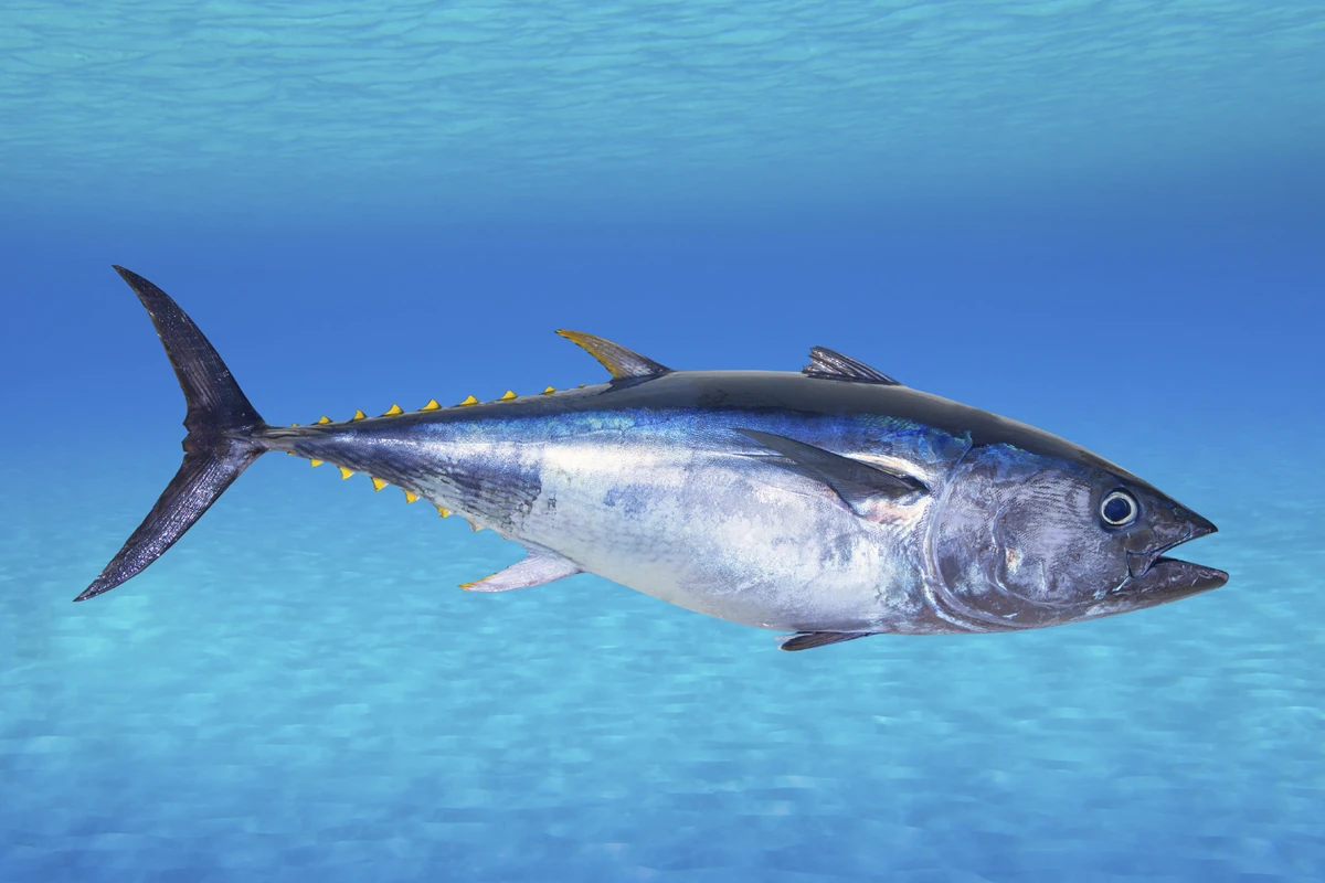 Bluefin Tuna | Animal Atomizer Wiki | Fandom