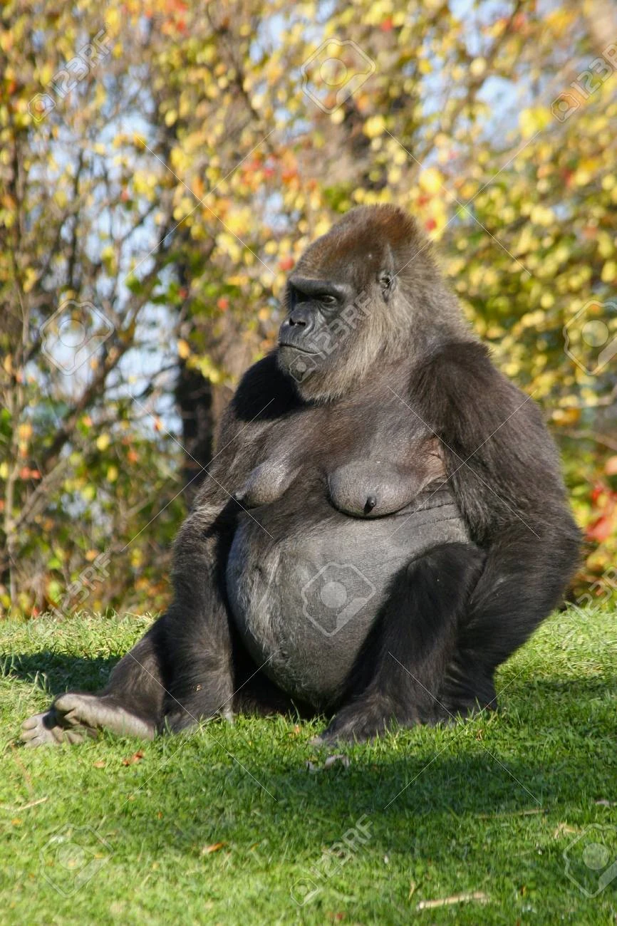 Female Gorilla | Animal Atomizer Wiki | Fandom