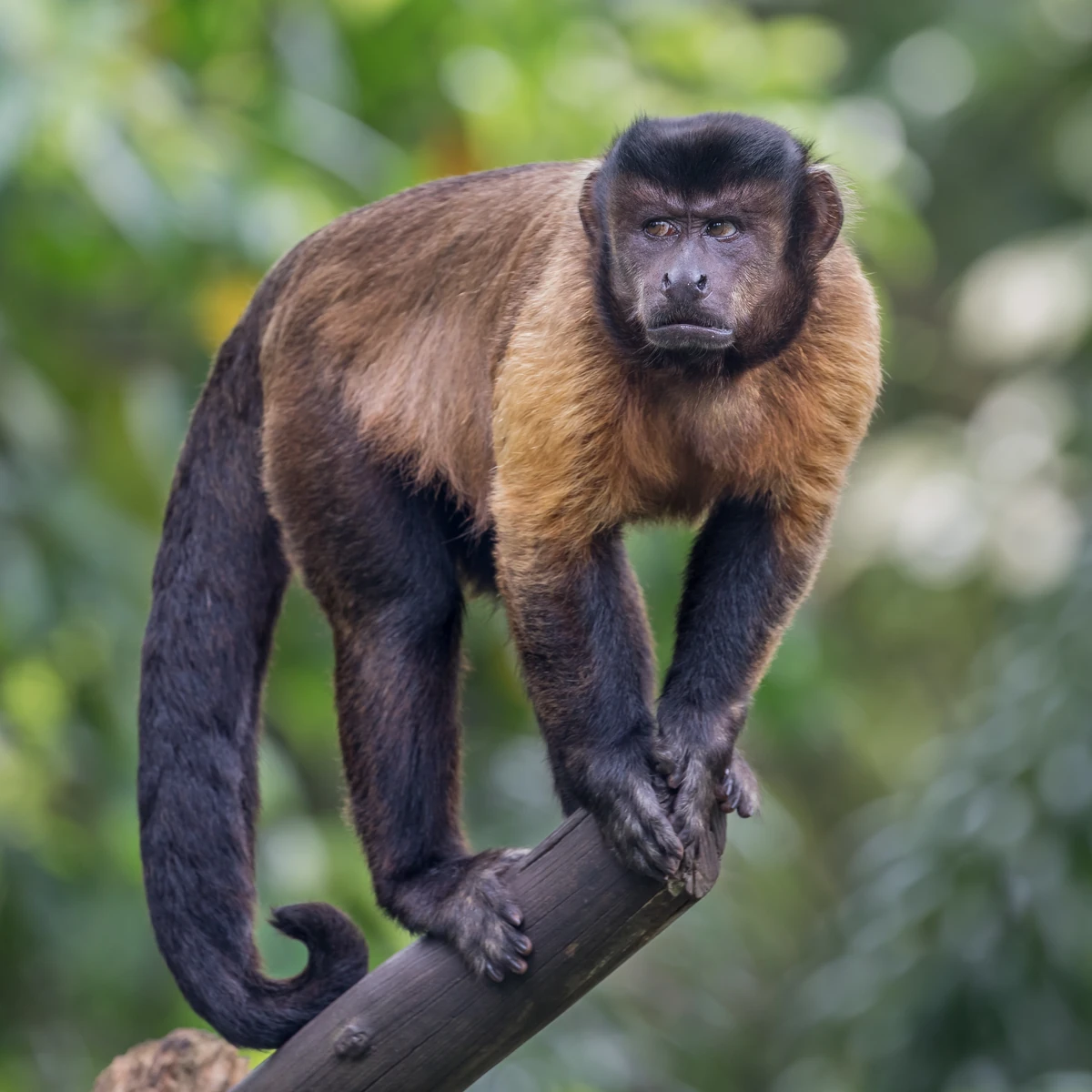 Tuffed Capuchin | Animal Atomizer Wiki | Fandom