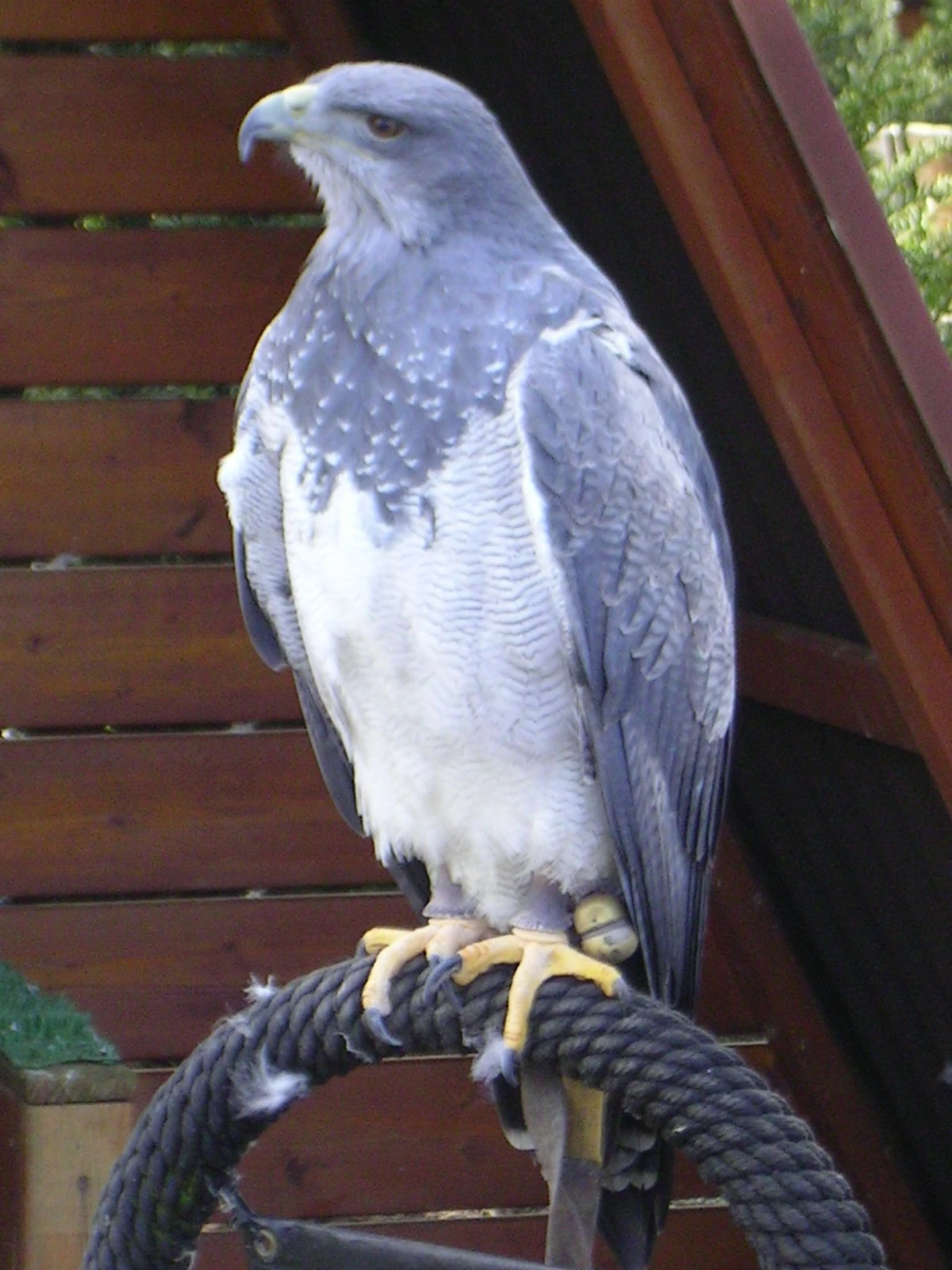 Grey Eagle | Animal Atomizer Wiki | Fandom