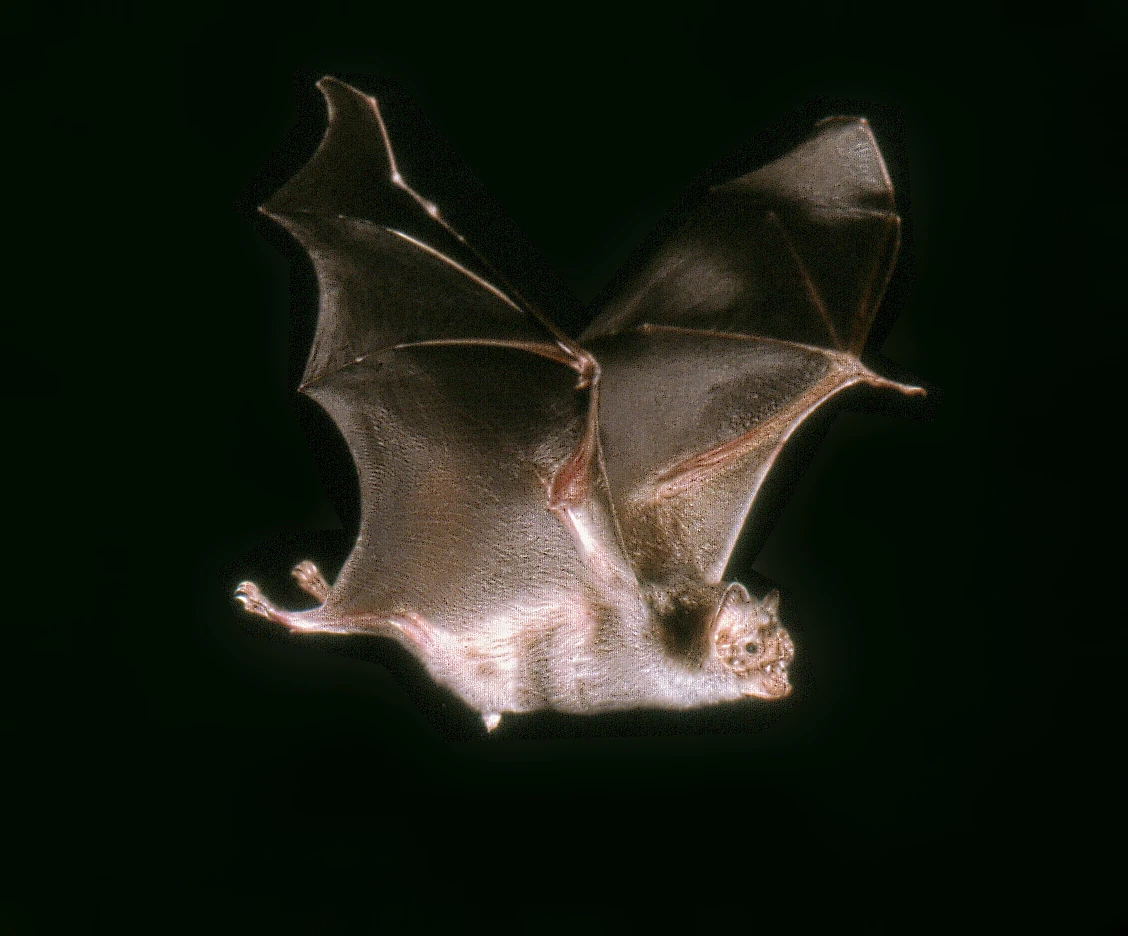 Common Vampire Bat | Animal Atomizer Wiki | Fandom