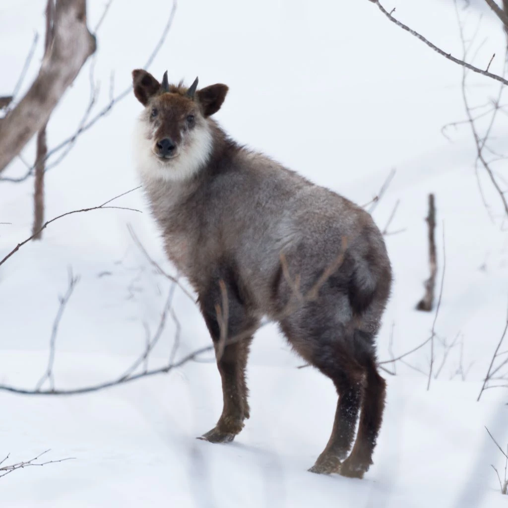 Japanese Serow | Animal Atomizer Wiki | Fandom