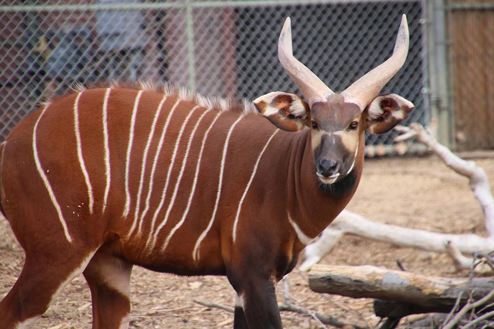 Eastern Bongo | Animal Atomizer Wiki | Fandom
