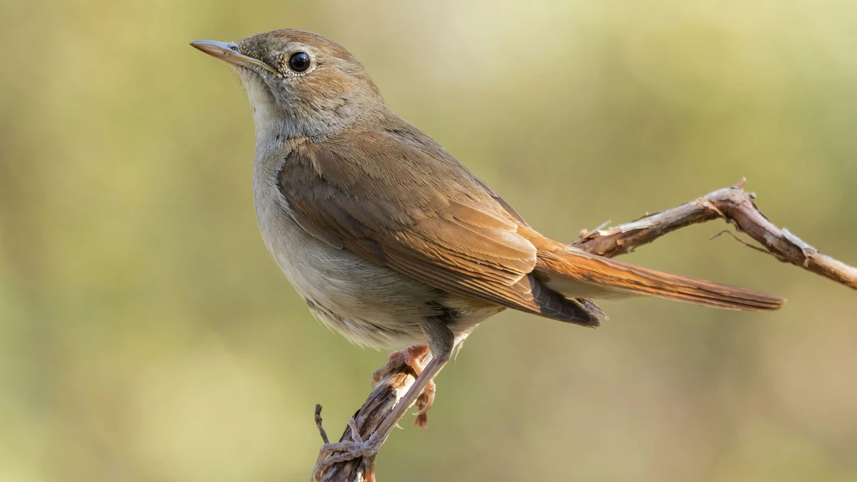 Common Nightingale | Animal Atomizer Wiki | Fandom