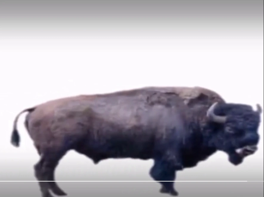American Bison/Episode Gallery | Animal Atomizer Wiki | Fandom