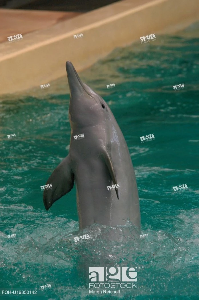 Tucuxi | Animal Atomizer Wiki | Fandom