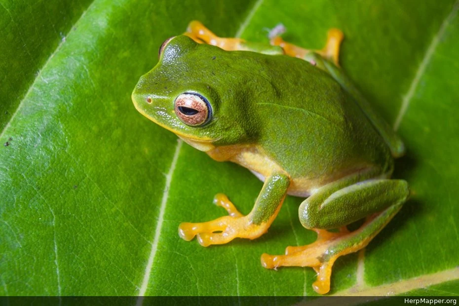 Jayarami Bush Frog | Animal Atomizer Wiki | Fandom