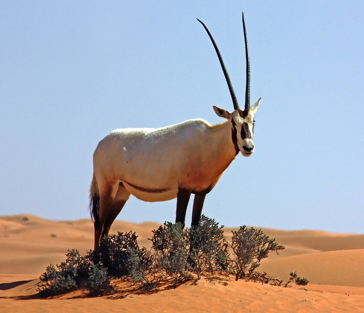 Arabian Oryx | Animal Atomizer Wiki | Fandom