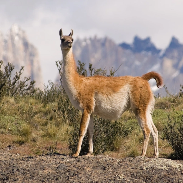 Guanaco | Animal Atomizer Wiki | Fandom