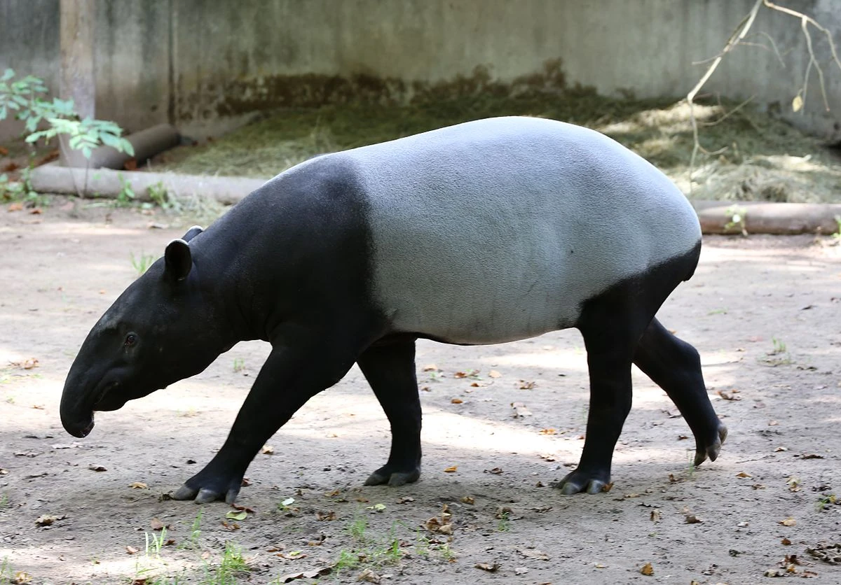 Malayan Tapir | Animal Atomizer Wiki | Fandom