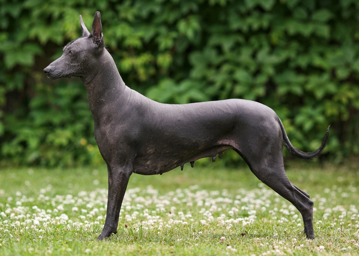 Xoloitzcuintii Dog | Animal Atomizer Wiki | Fandom