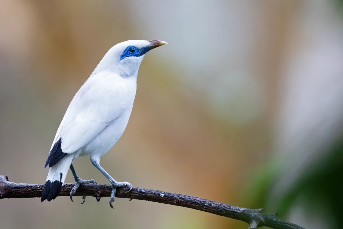 Bali Starling | Animal Atomizer Wiki | Fandom