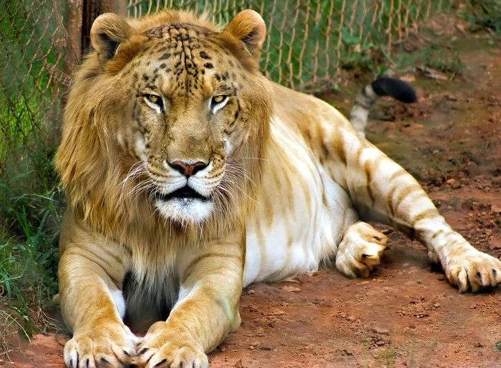 Tigon | Animal Atomizer Wiki | Fandom