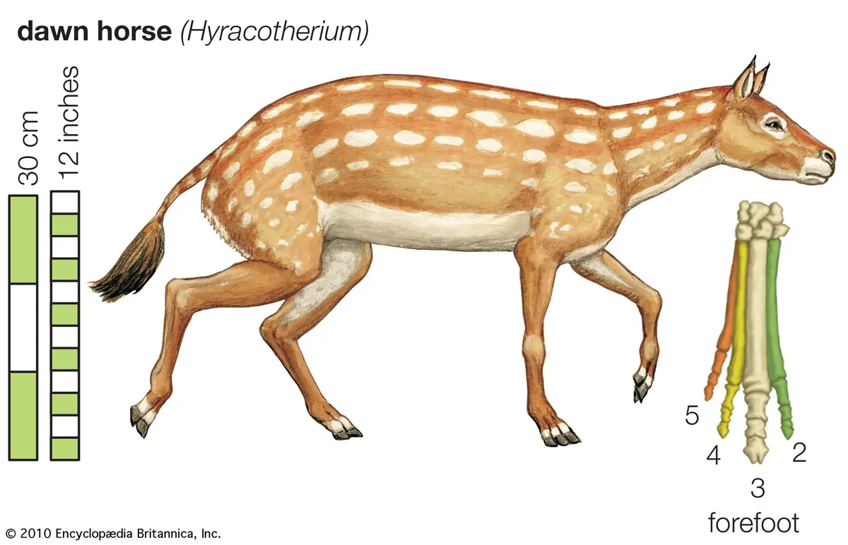 Eohippus | Animal Atomizer Wiki | Fandom