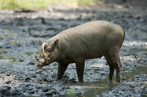 North Sulawesi Babirusa | Animal Atomizer Wiki | Fandom