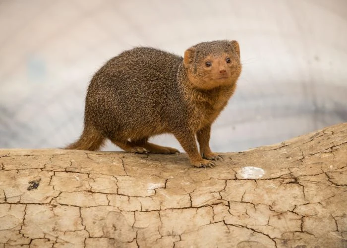 Dwarf Mongoose | Animal Atomizer Wiki | Fandom