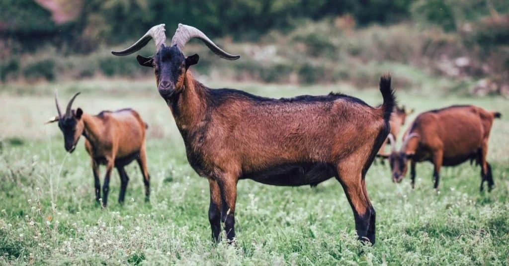 Alpine Goat | Animal Atomizer Wiki | Fandom